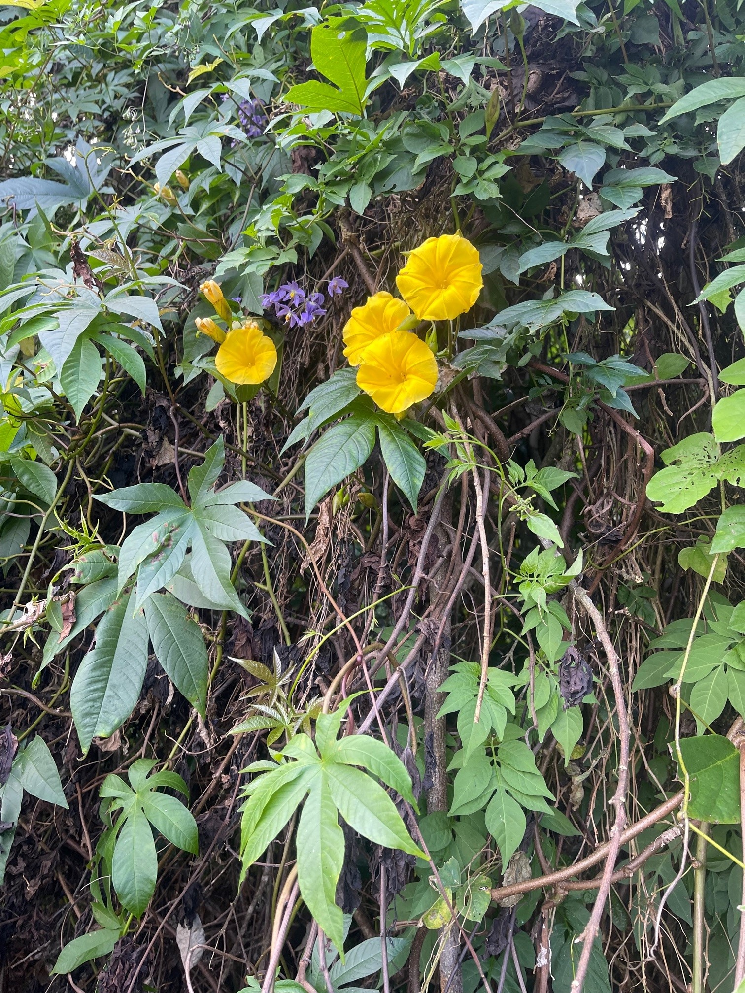 Pests and Diseases | HCPSL | Page 2