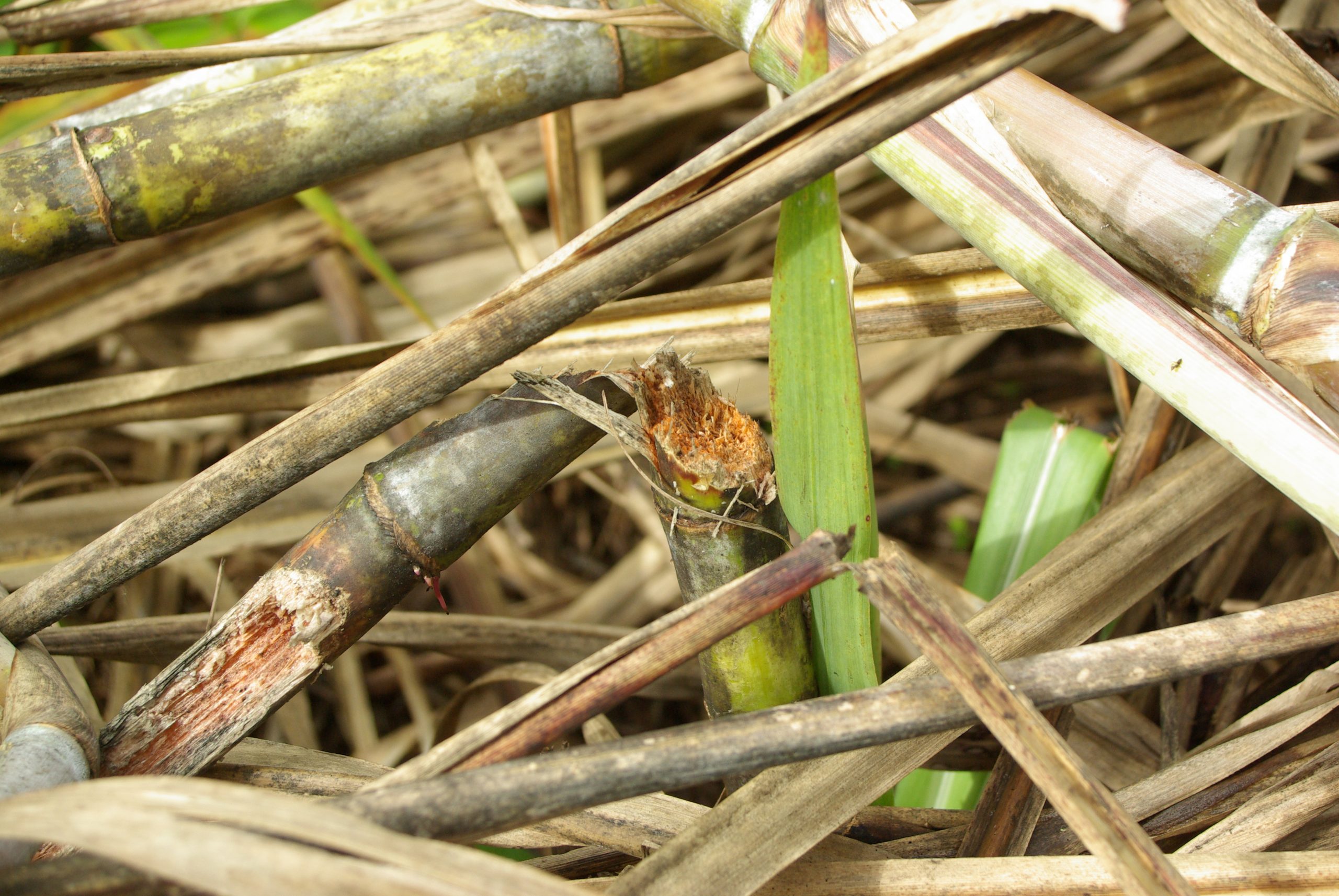 Shed Meetings October 2022: Rat Management | HCPSL